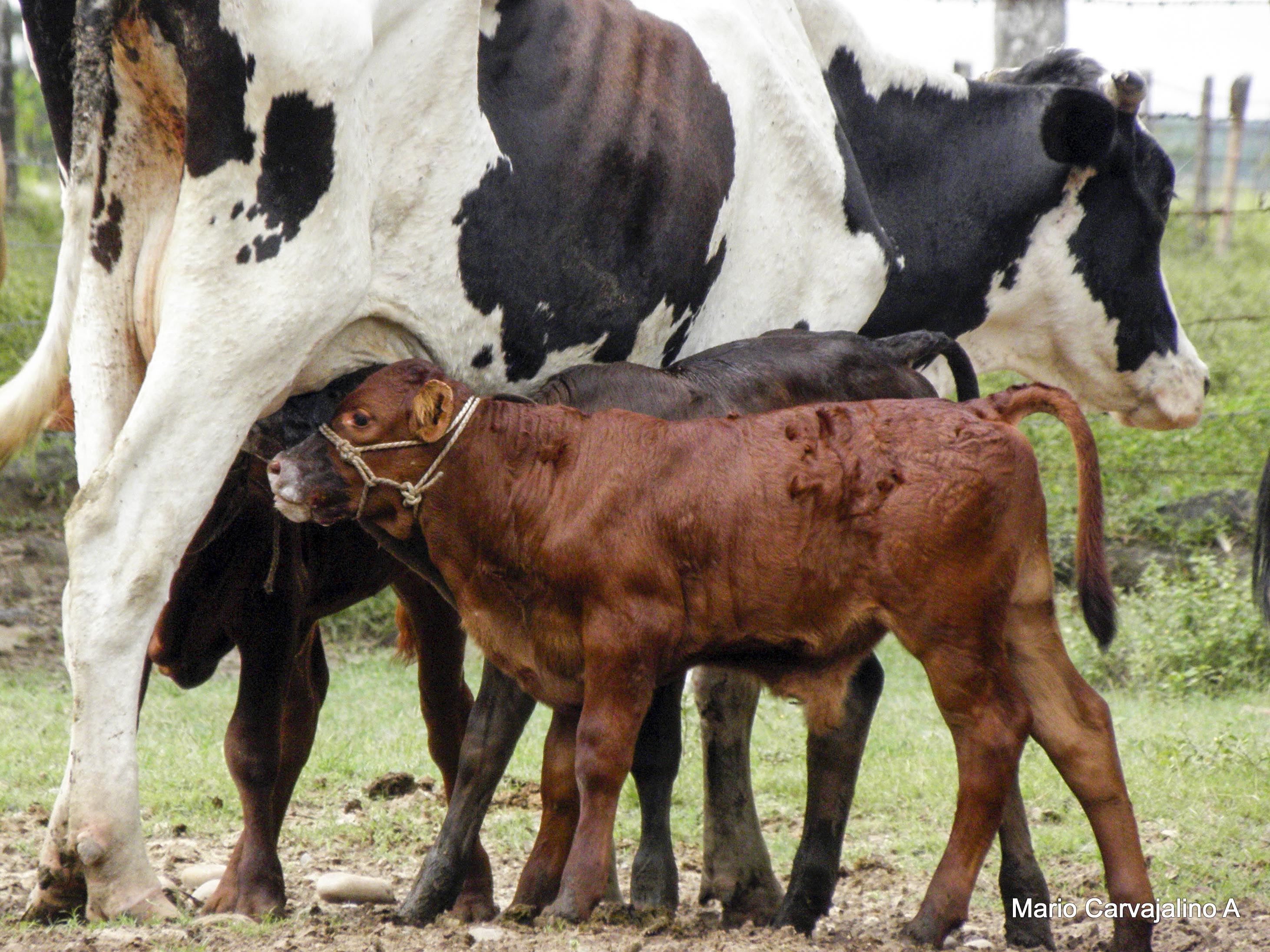 11. Pedido de 200 embriones de Bonsmara a Argentina y primeros ...
